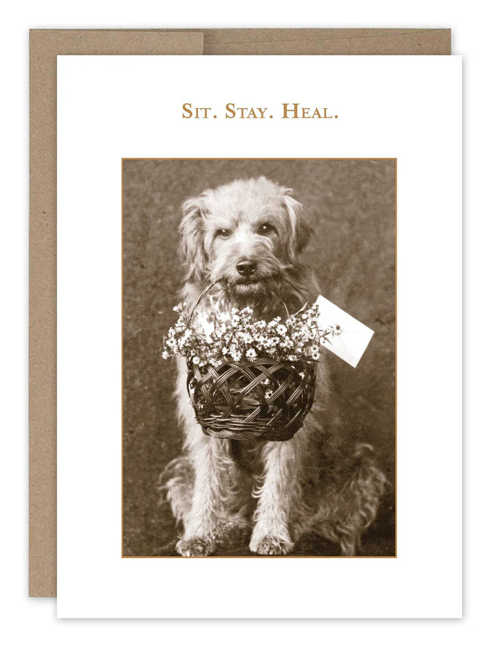 Sit. Stay. Heal. Get Well Card – Scarlett's Charm